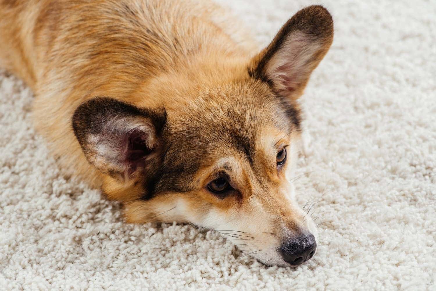 Tetanus in dogs: symptoms, causes and course of the disease - V.O.G DOG