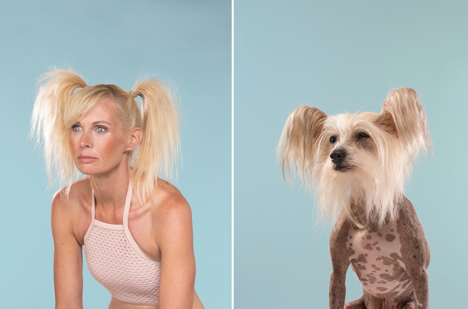 What a dog needs to know and look like to enter a dog show - V.O.G DOG