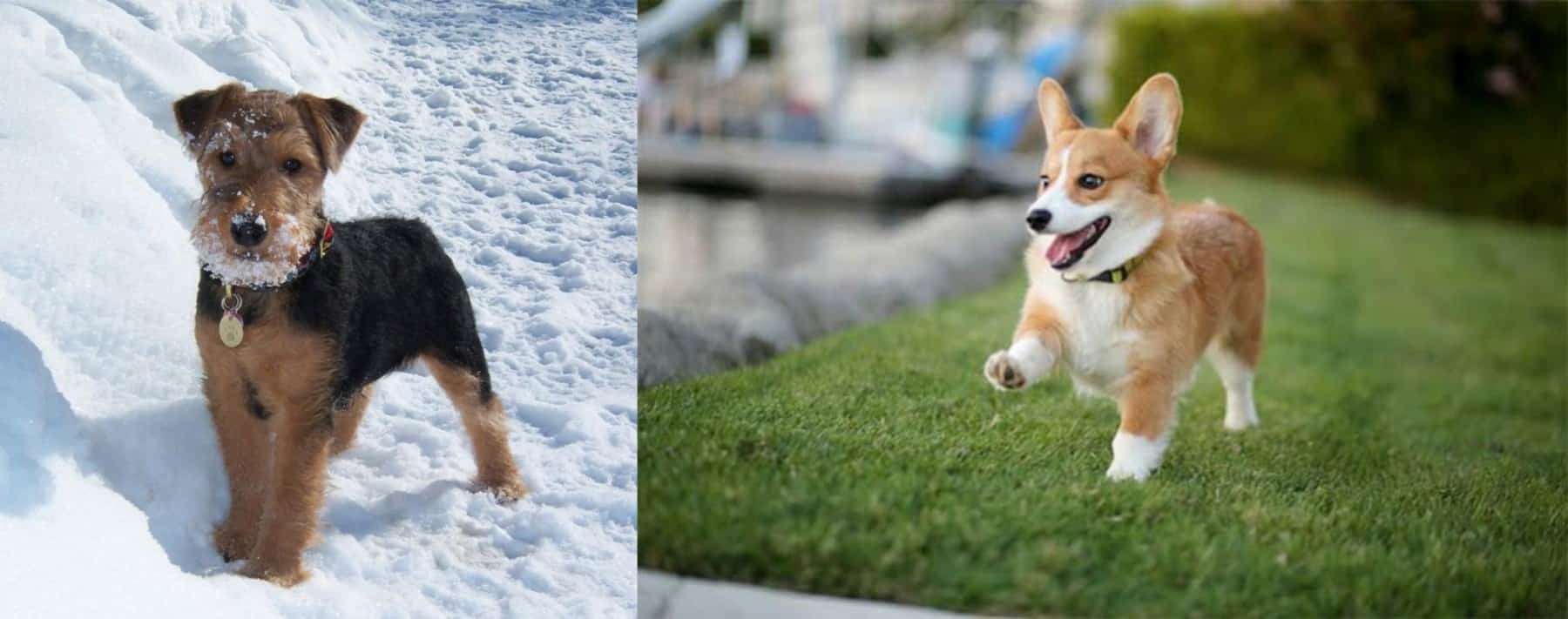 Welsh terrier and Welsh corgi. - V.O.G DOG