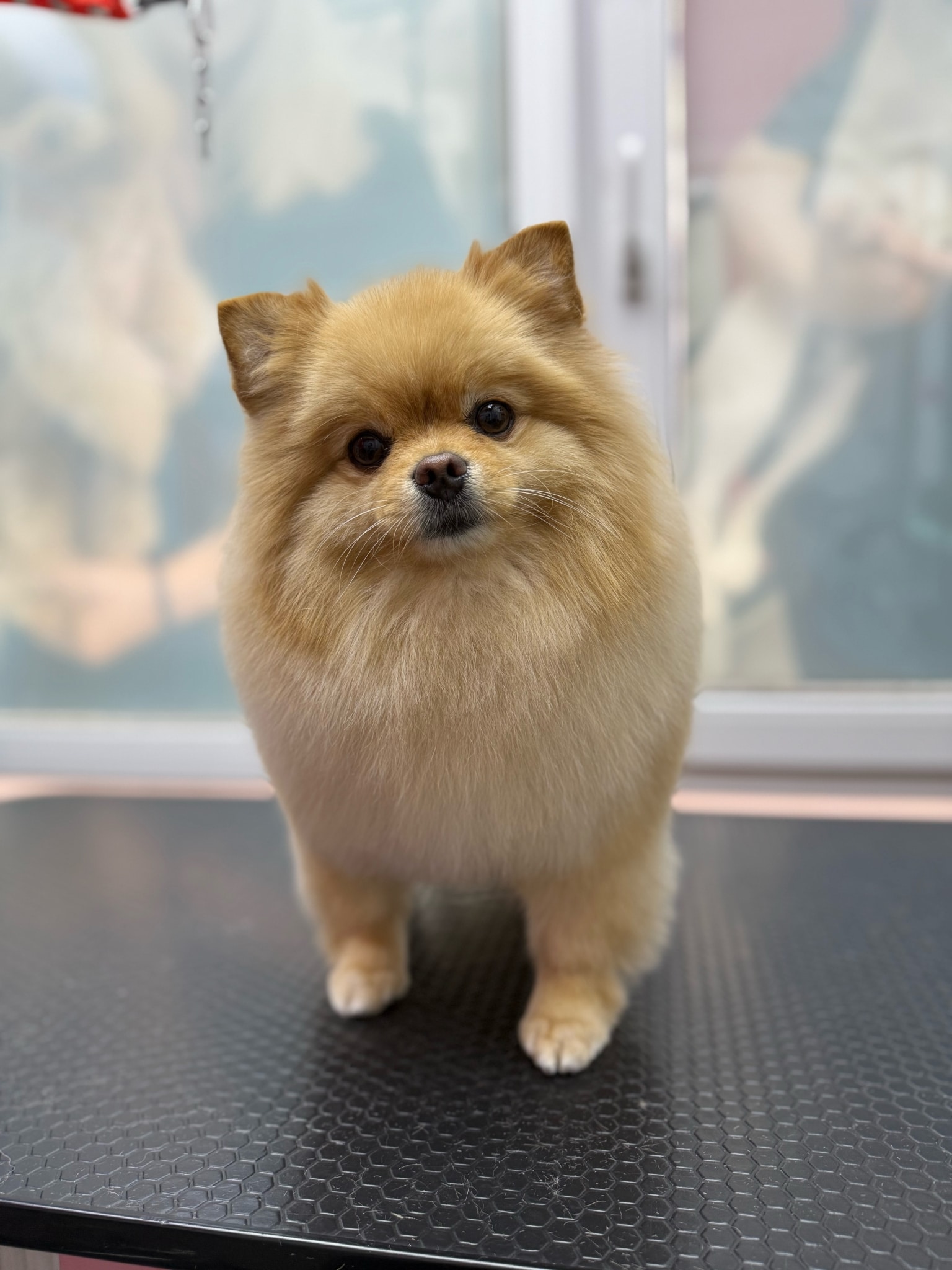 Chewie le Spitz pelote - V.O.G DOG