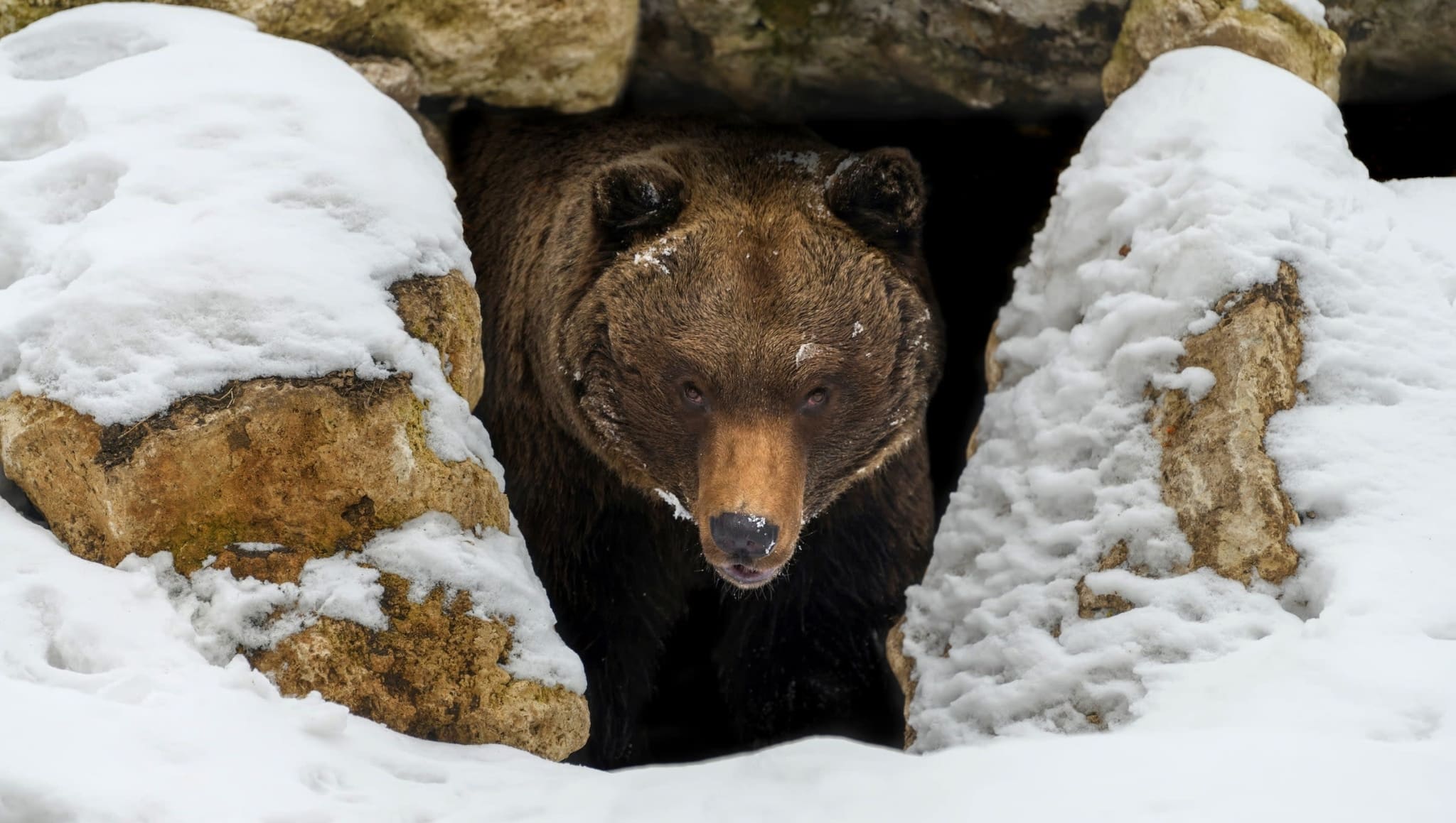 Can bears really hibernate for 6 months? - V.O.G DOG