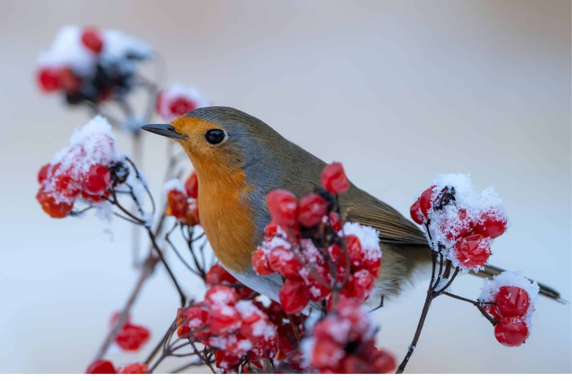 Comment aider les oiseaux en hiver - V.O.G DOG